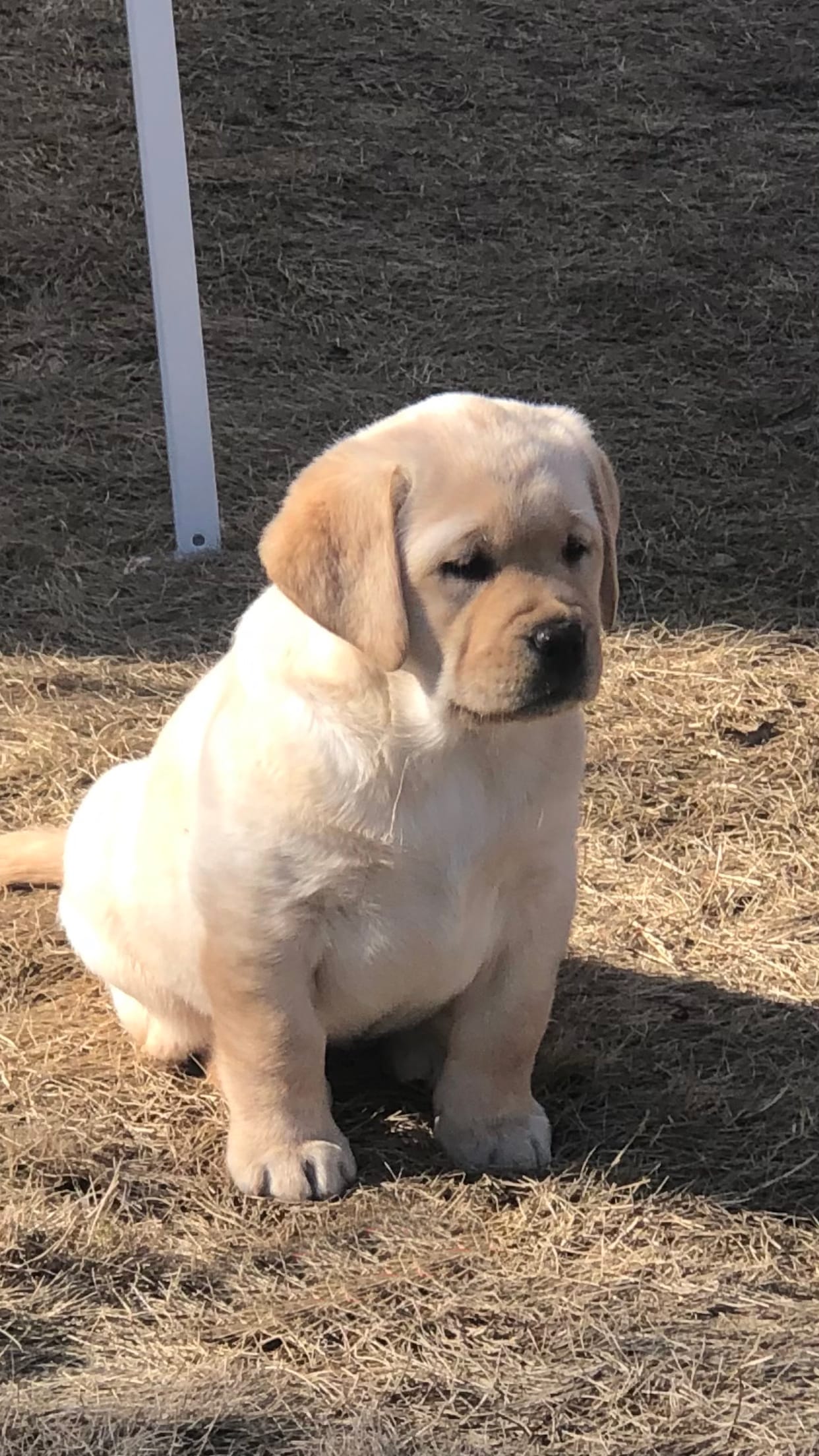 DASH – Breeders of English Labs Goodwinds Labs